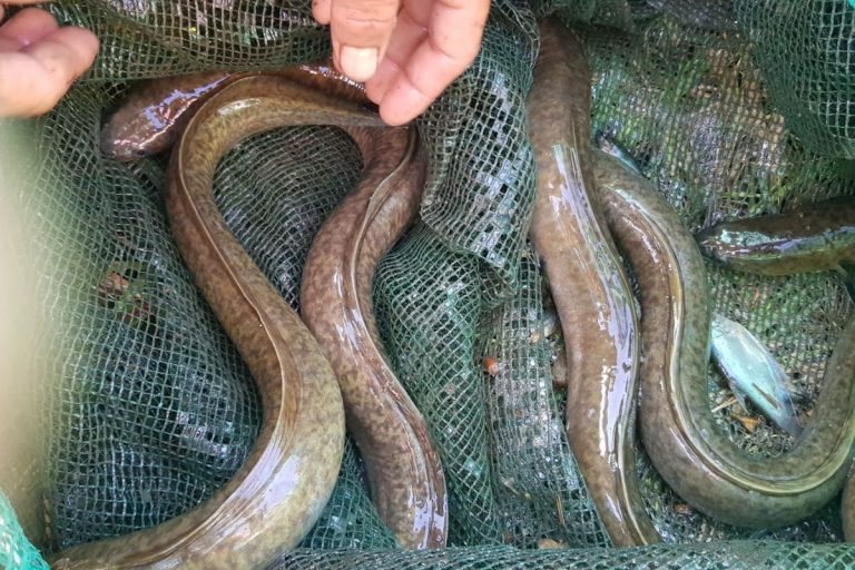 Trang chủ - Thuốc thuỷ Sản Chất Lượng Cao Bioben